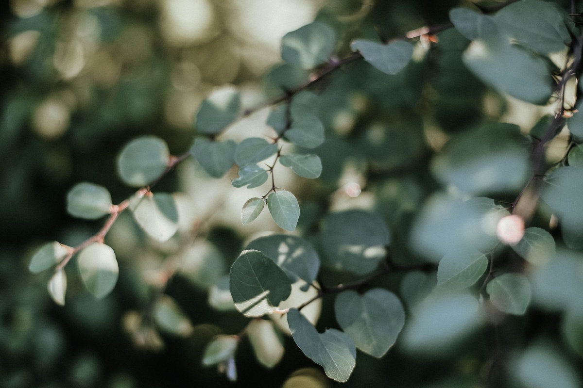 Kinesiology, Physiotherapy and more | | Spena Health